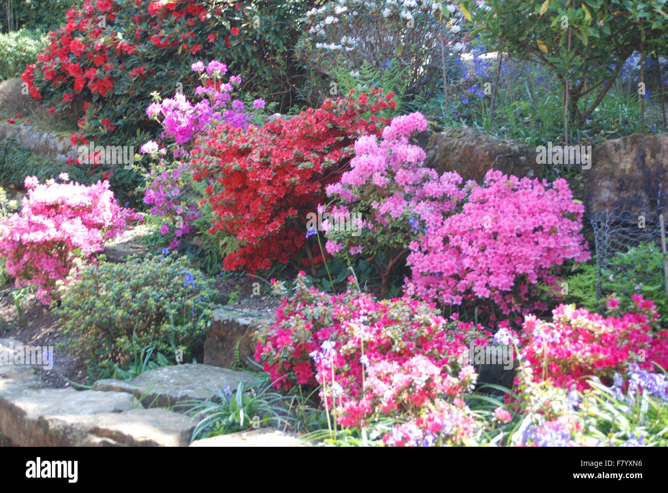 Azaleas hi-res stock photography and images - Alamy