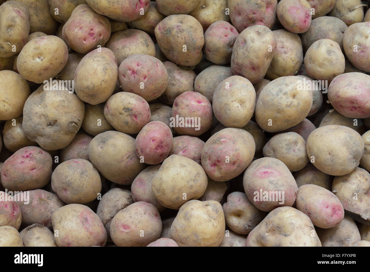 red wrinkled potatoes - raw canarian wrinkly potatoes - papas arrugadas ...