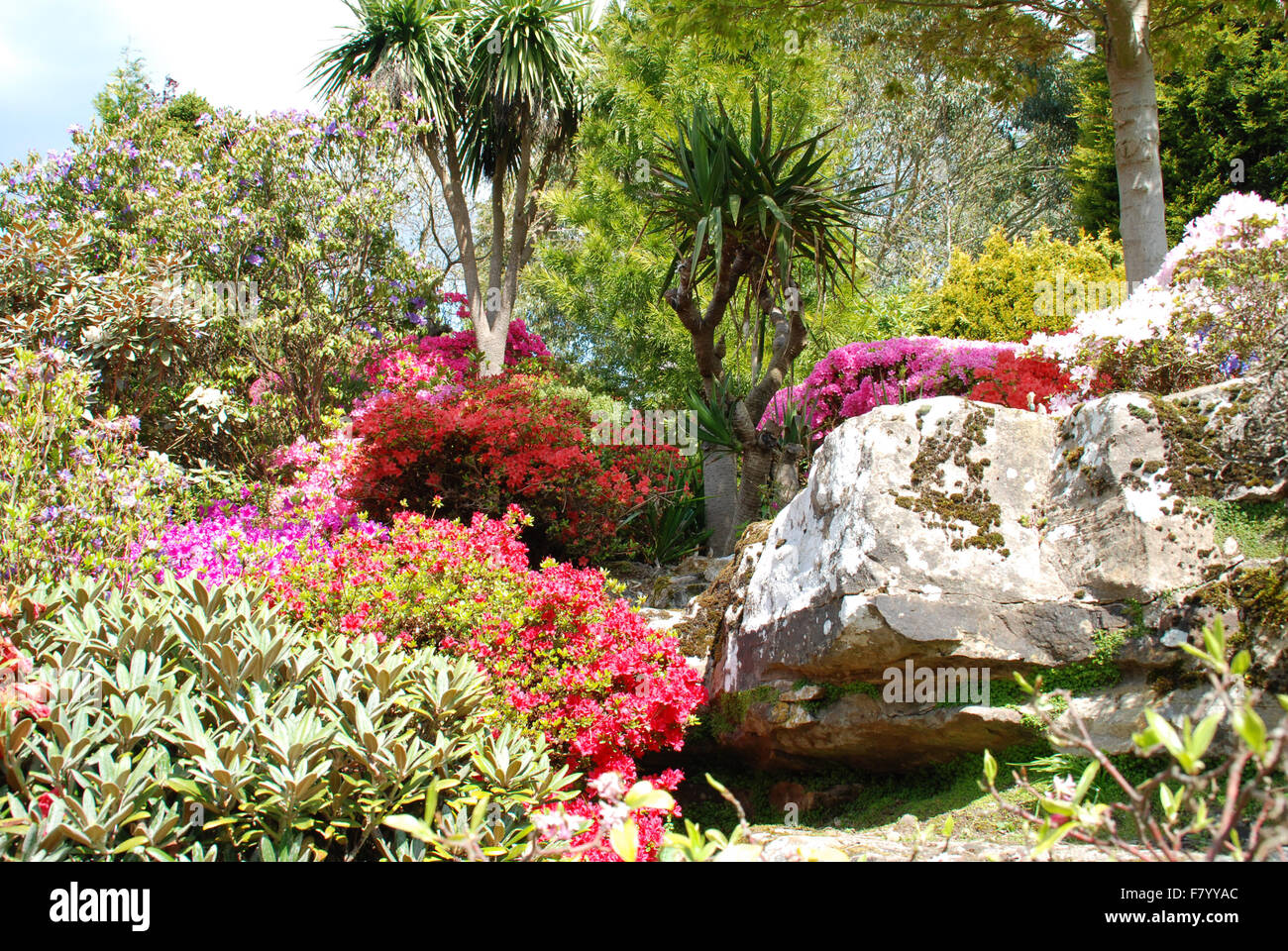Azaleas Rock Garden at Leonardslee Gardens Stock Photo - Alamy