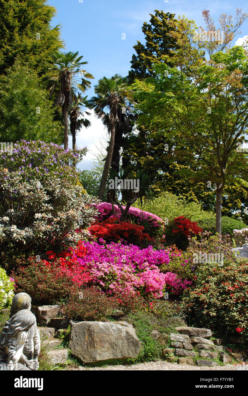 Azaleas in Rock Garden at Leonardslee Gardens Stock Photo - Alamy