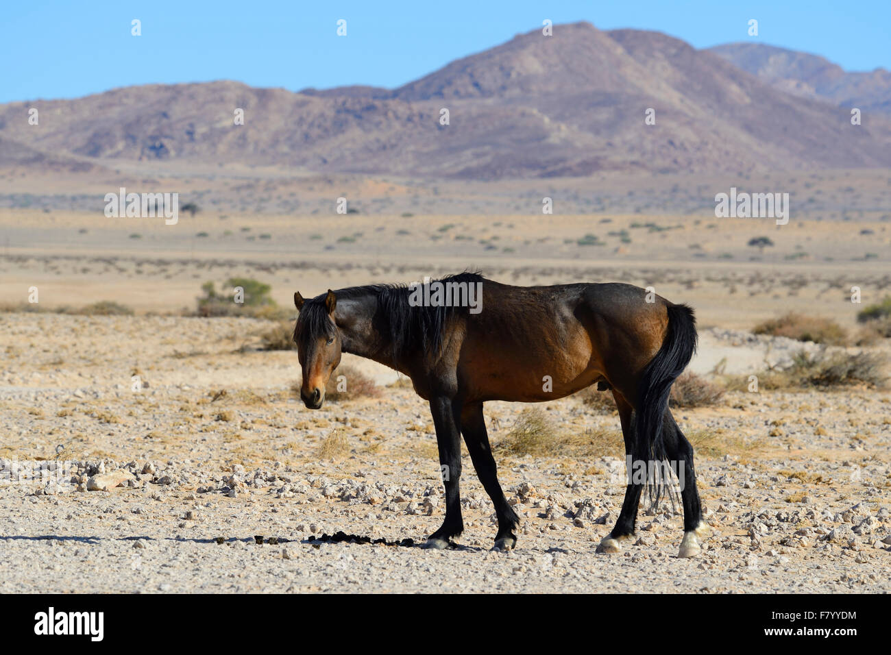 Wild desert horses at Garub near Aus, Namibia Stock Photo - Alamy