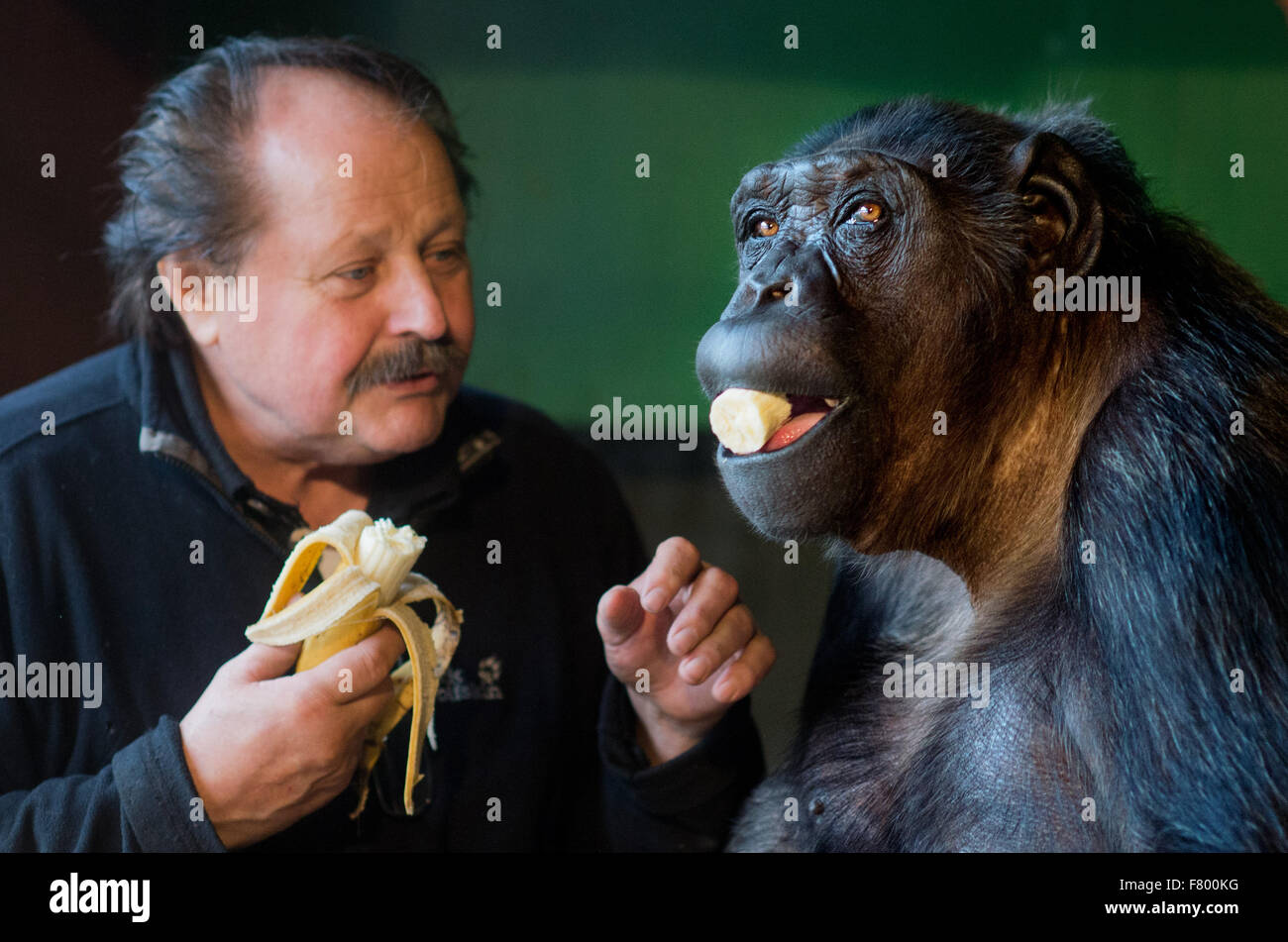 Kohler chimpanzee hi-res stock photography and images - Alamy