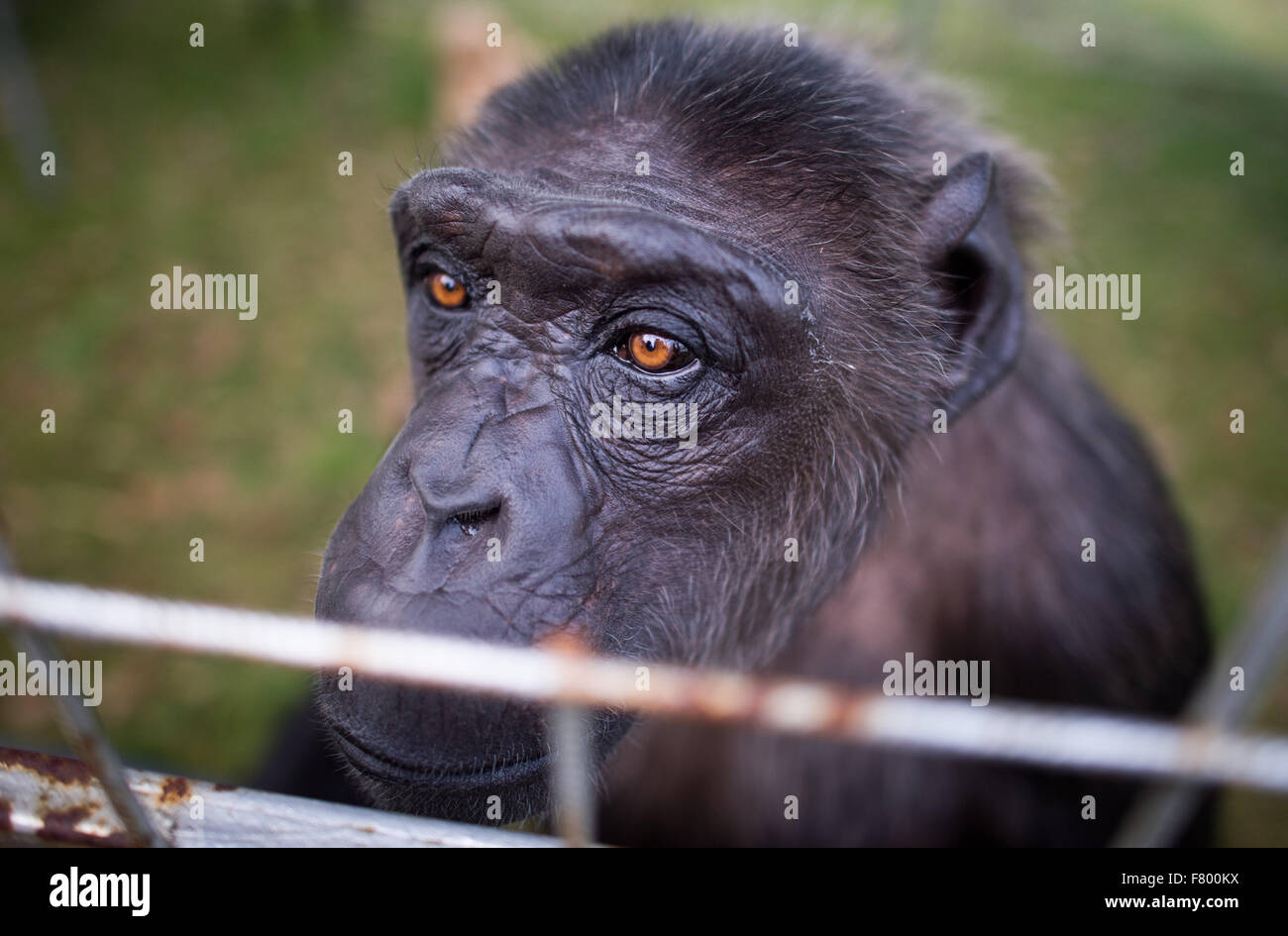 Celle, Germany. 3rd Dec, 2015. Robby the chimpanzee in his enclosure at ...