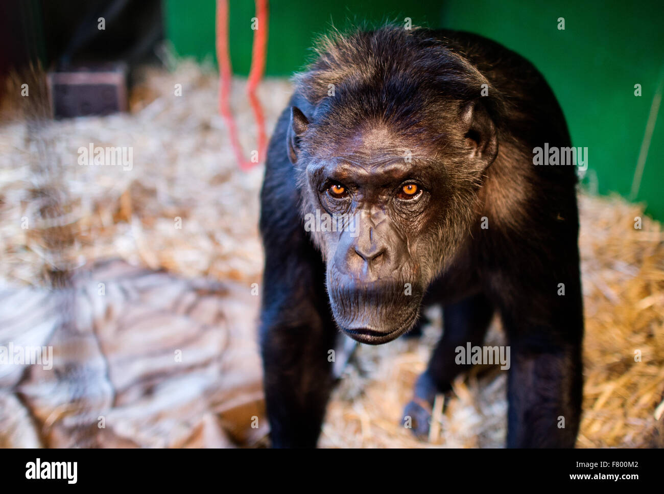 Celle, Germany. 3rd Dec, 2015. Robby the chimpanzee in his enclosure at ...