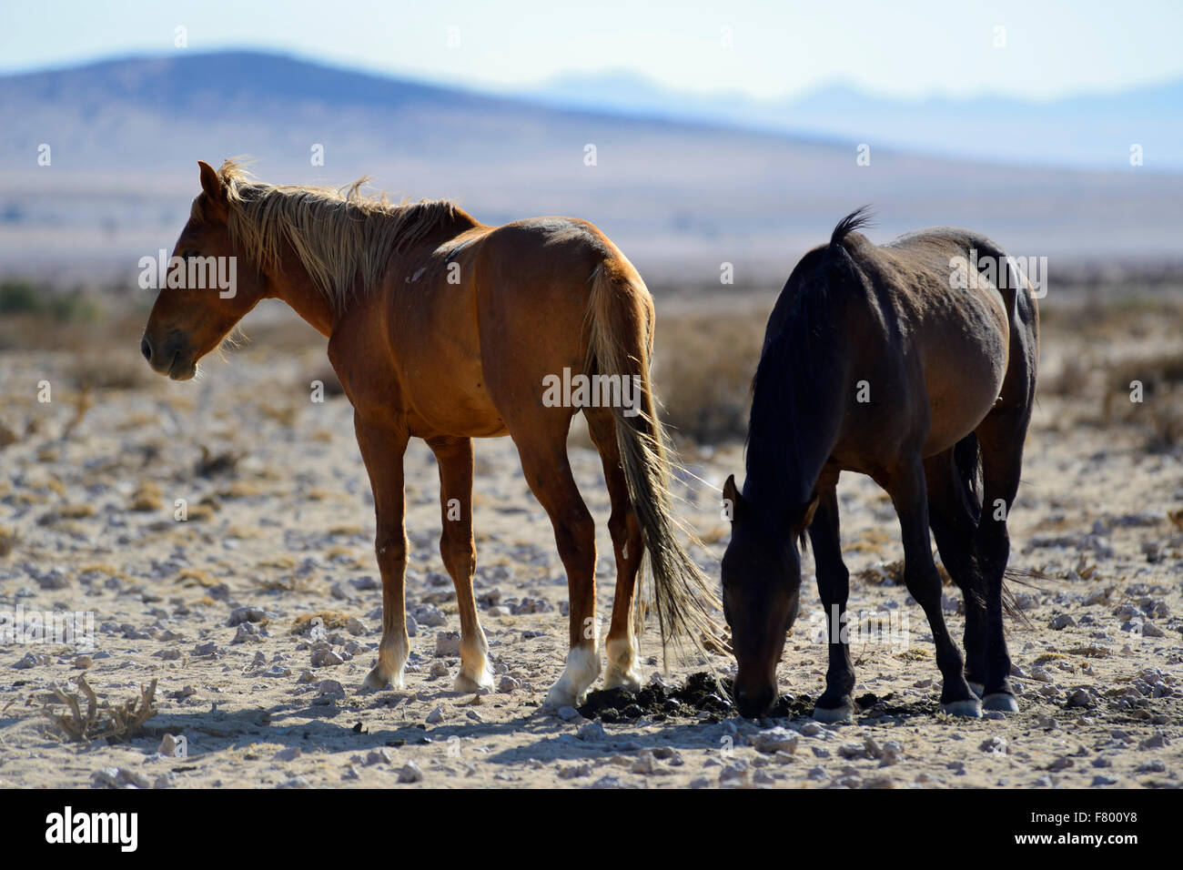 Wild desert horses at Garub near Aus, Namibia Stock Photo - Alamy