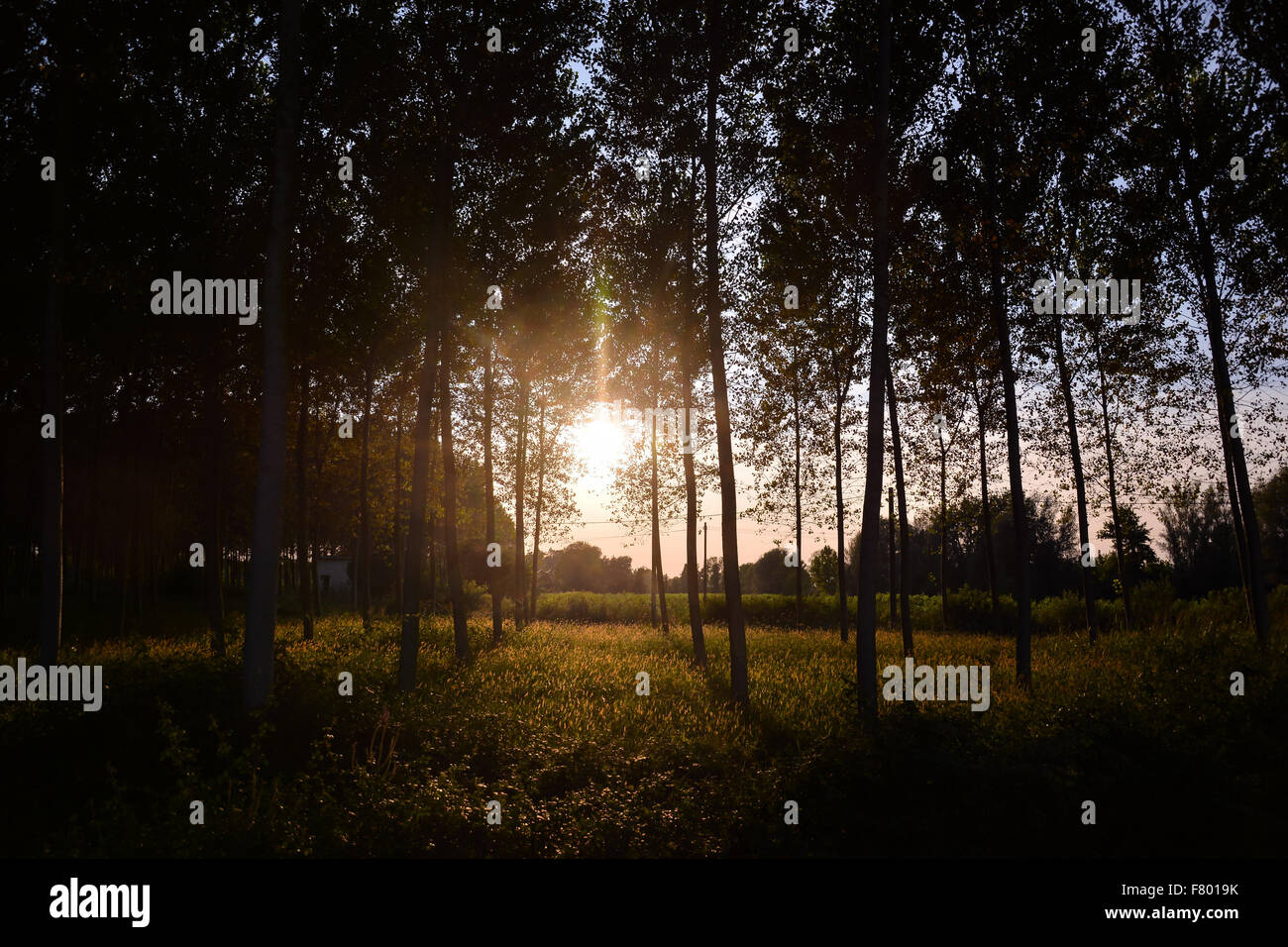 Pine Tree View Stock Photo - Alamy