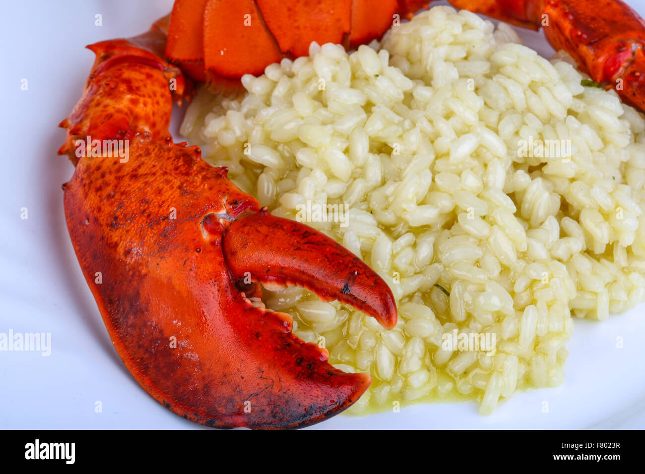 Delicous Risotto with lobster served rosemary and parmesan Stock Photo ...