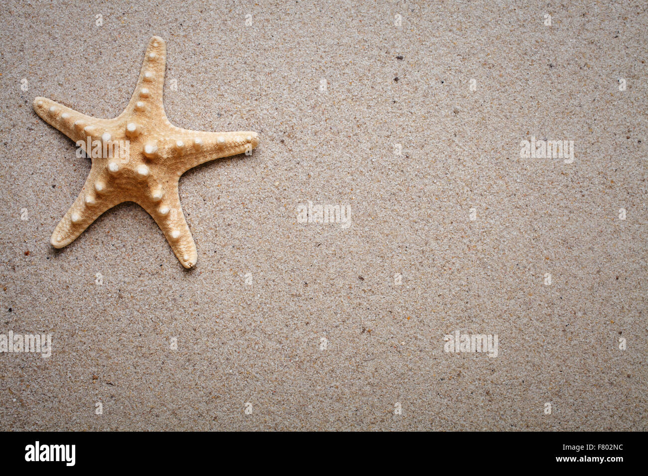 Sea shells on sand. Starfish Stock Photo - Alamy