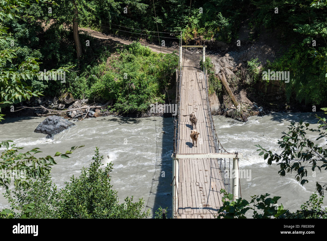 cows on wooden bridge over Patara Enguri River in Samegrelo-Zemo ...