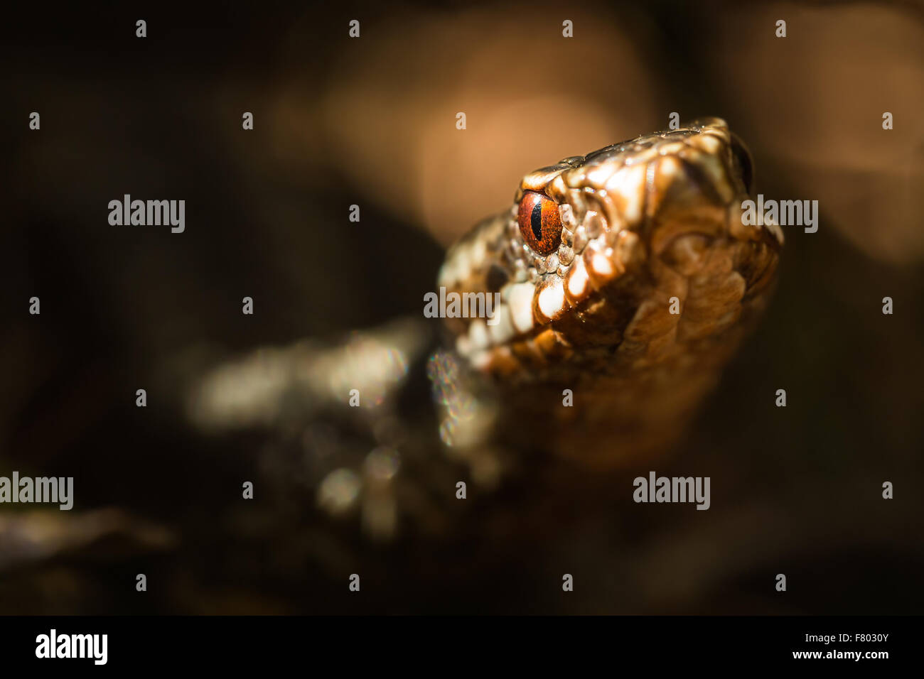 Female common European viper crawling in a warming sun set in spring ...