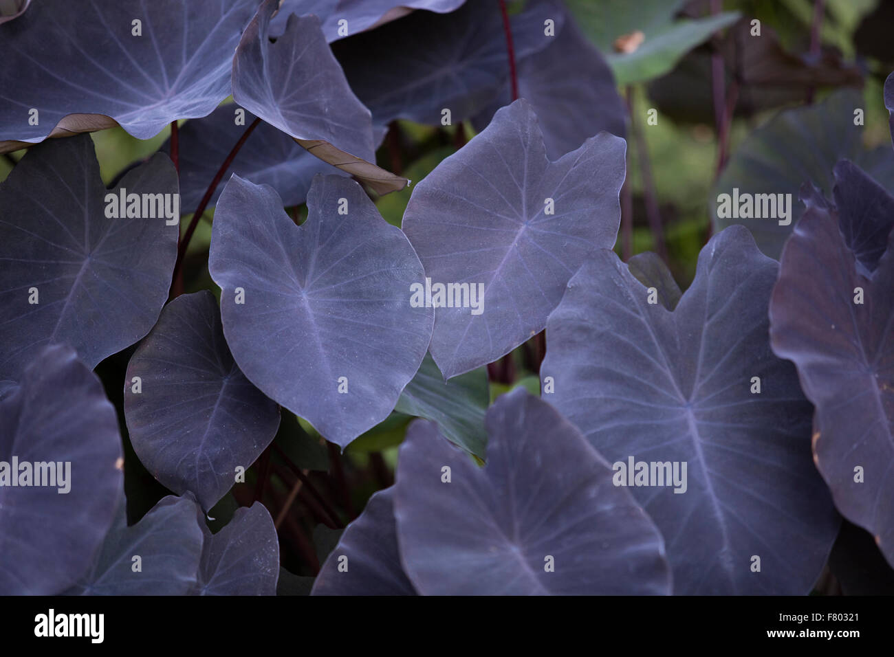 Colocasia Esculenta Plant, also called Black Magic Elephant Ear located ...