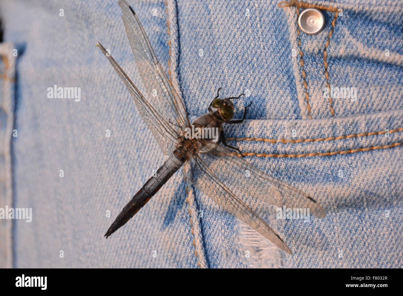 Dragonfly Anax imperator Stock Photo - Alamy