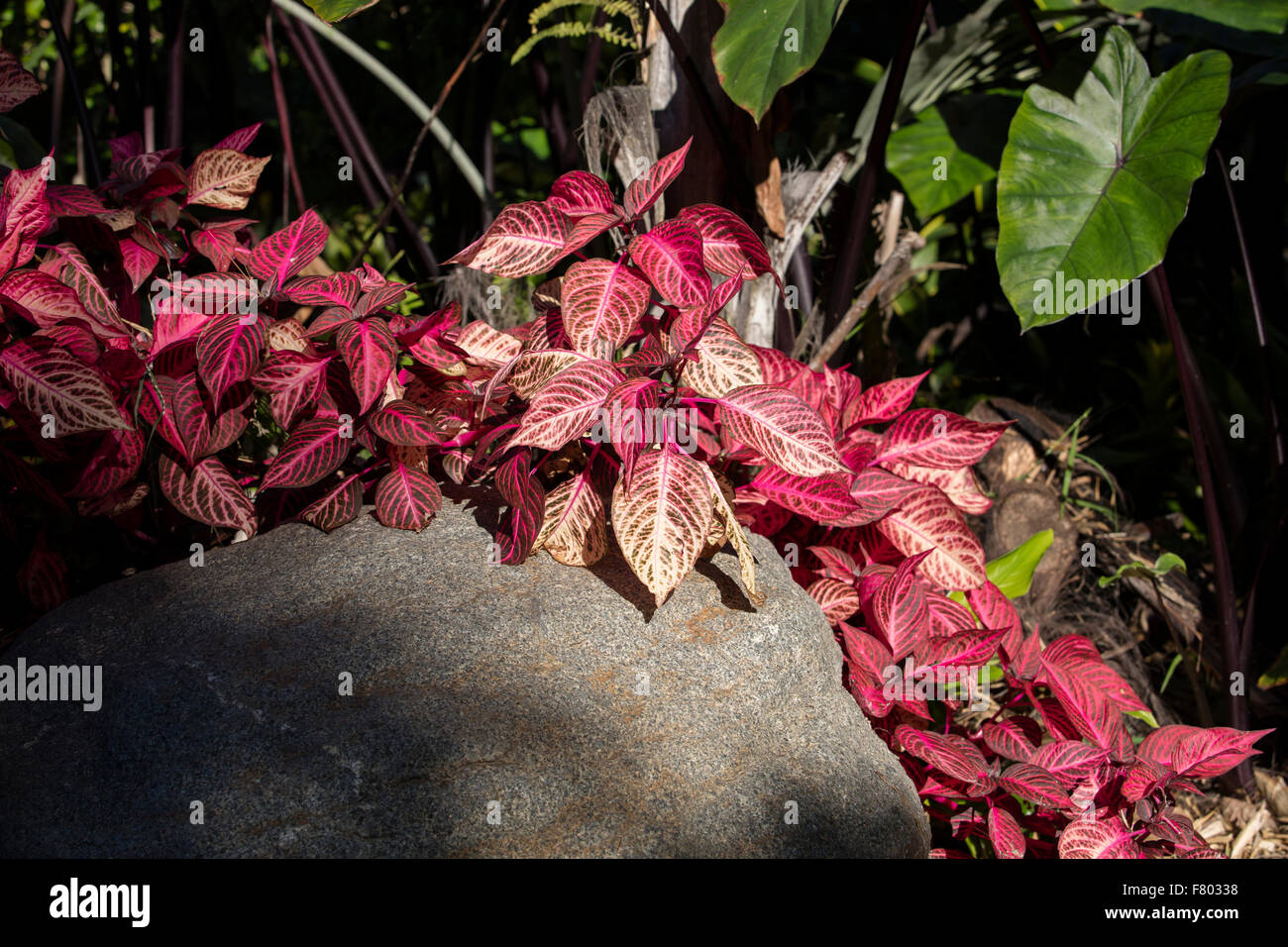 Fittonia growing hi-res stock photography and images - Alamy