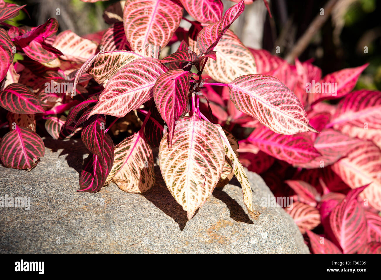Red Fittonia growing at the Botanical Garden in San Diego California ...
