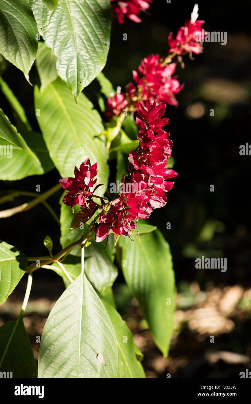 Red flower brazilian plant hi-res stock photography and images - Alamy