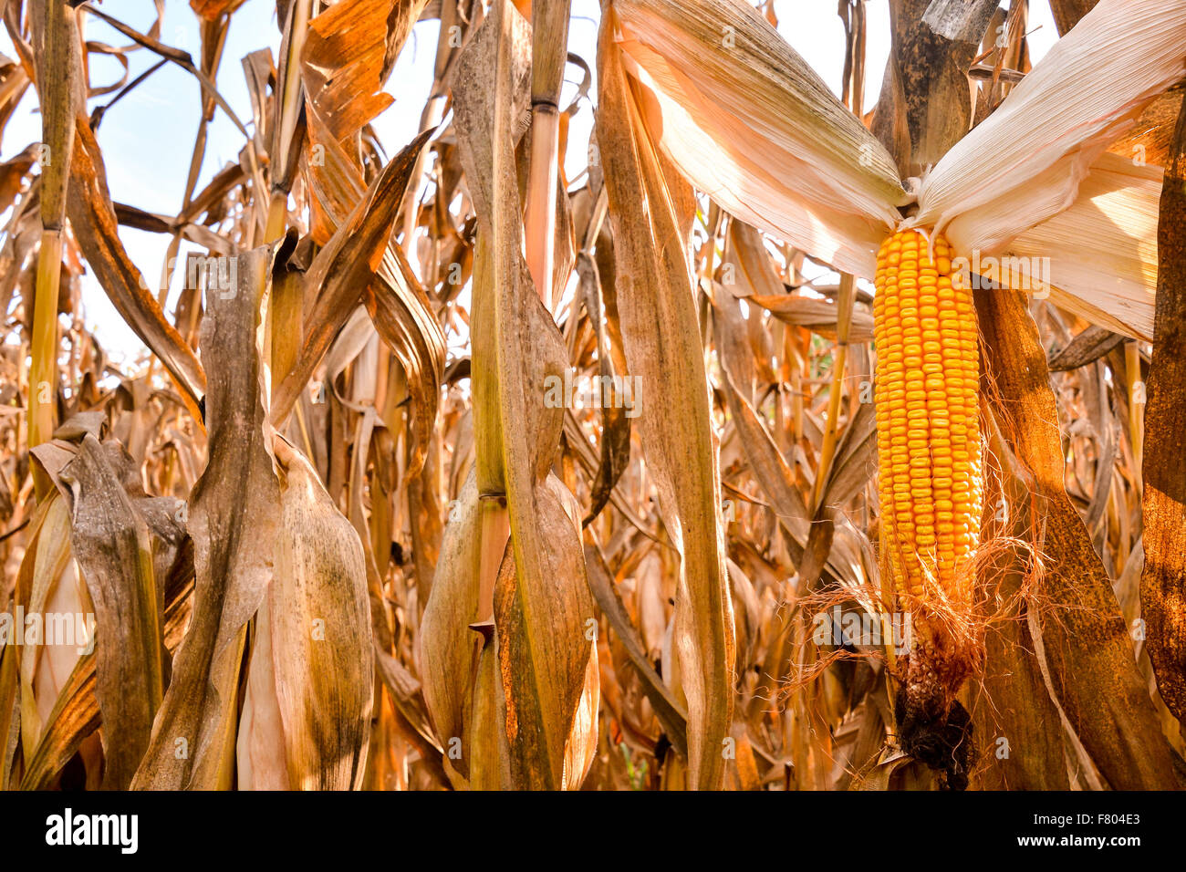 Corn Plant Background Stock Photo - Alamy