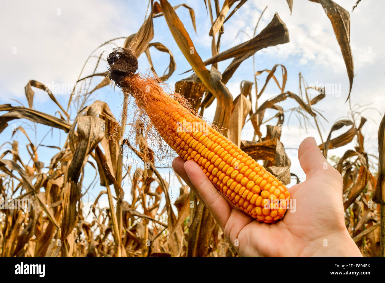 Corn Plant Background Stock Photo - Alamy