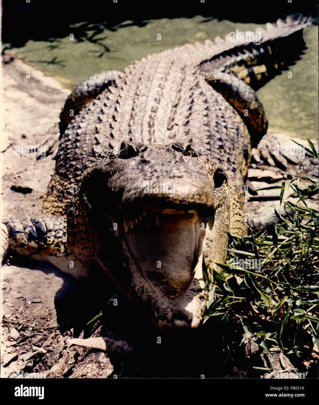 1981 - Crocodile Basking in Sunlight, with mouth open. Nikon FM2 camera ...