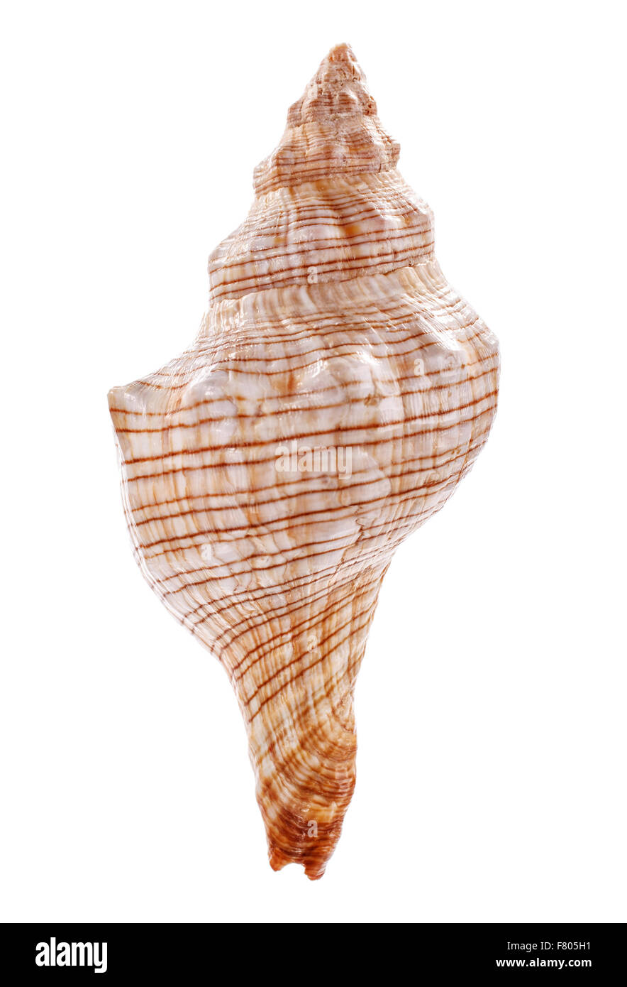 Sea shell isolated on white background Stock Photo - Alamy