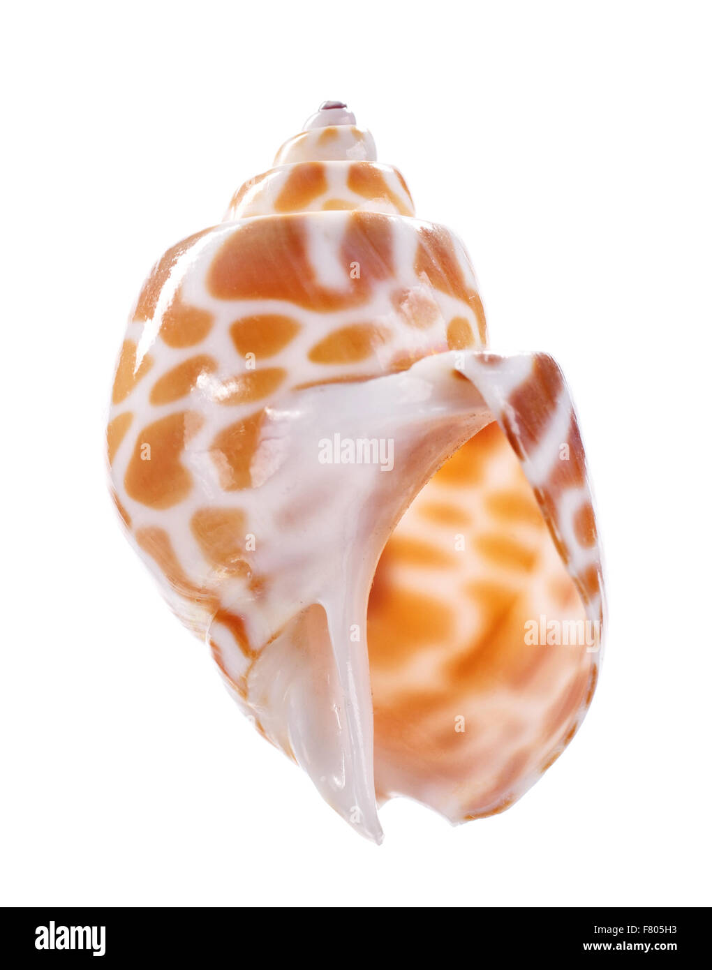 Sea shell isolated on white background Stock Photo - Alamy