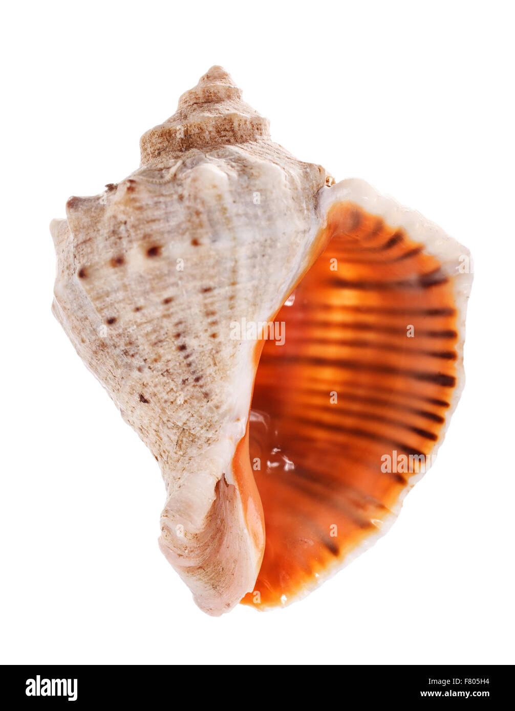 Sea shell isolated on white background Stock Photo - Alamy