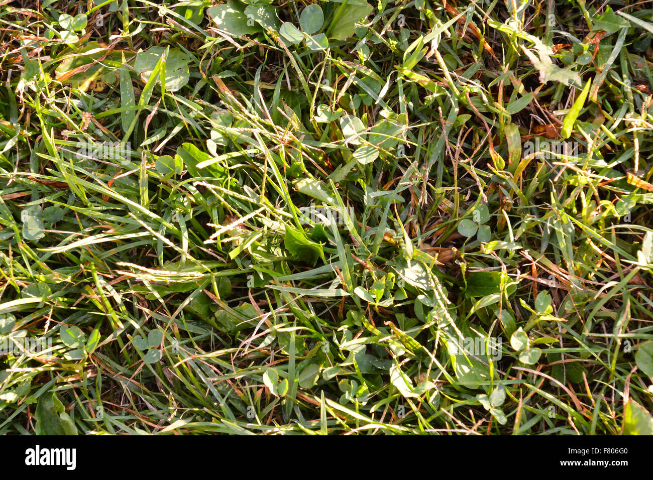 Green Grass Pattern Texture Stock Photo - Alamy