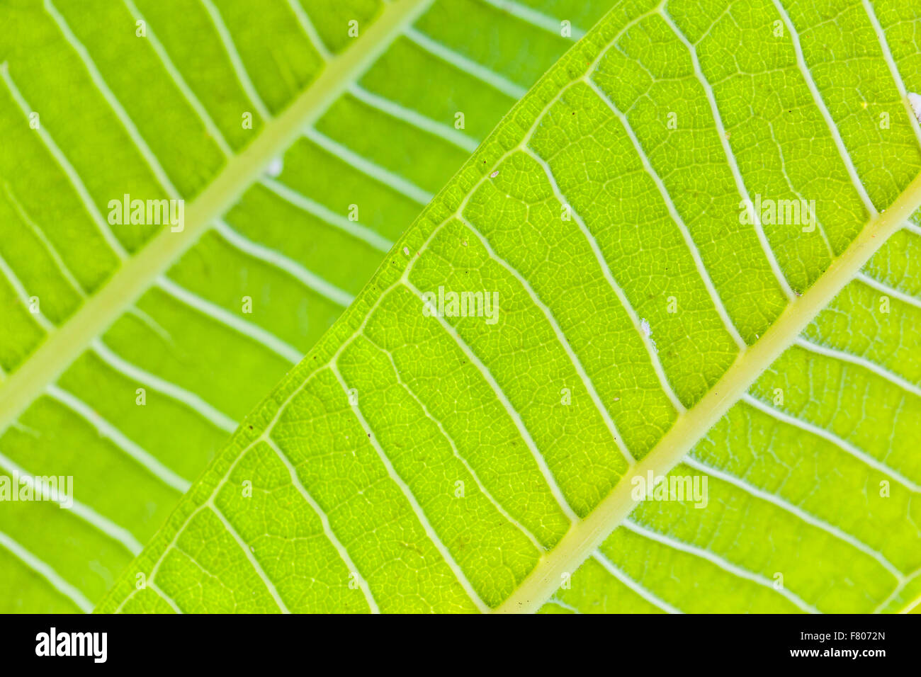 Plant vibrant hi-res stock photography and images - Alamy