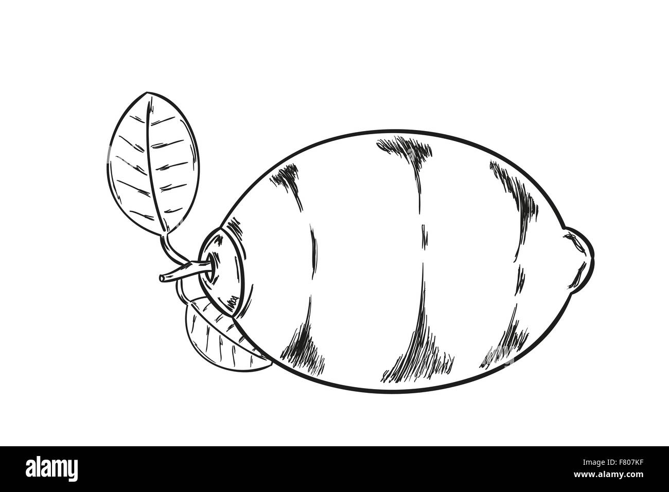 Lemon doodle Black and White Stock Photos & Images - Alamy