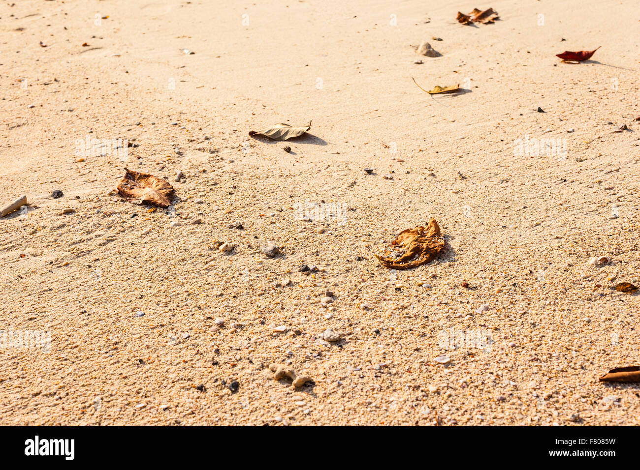 close up shot of the sand on the beach with some dead leaves Stock ...