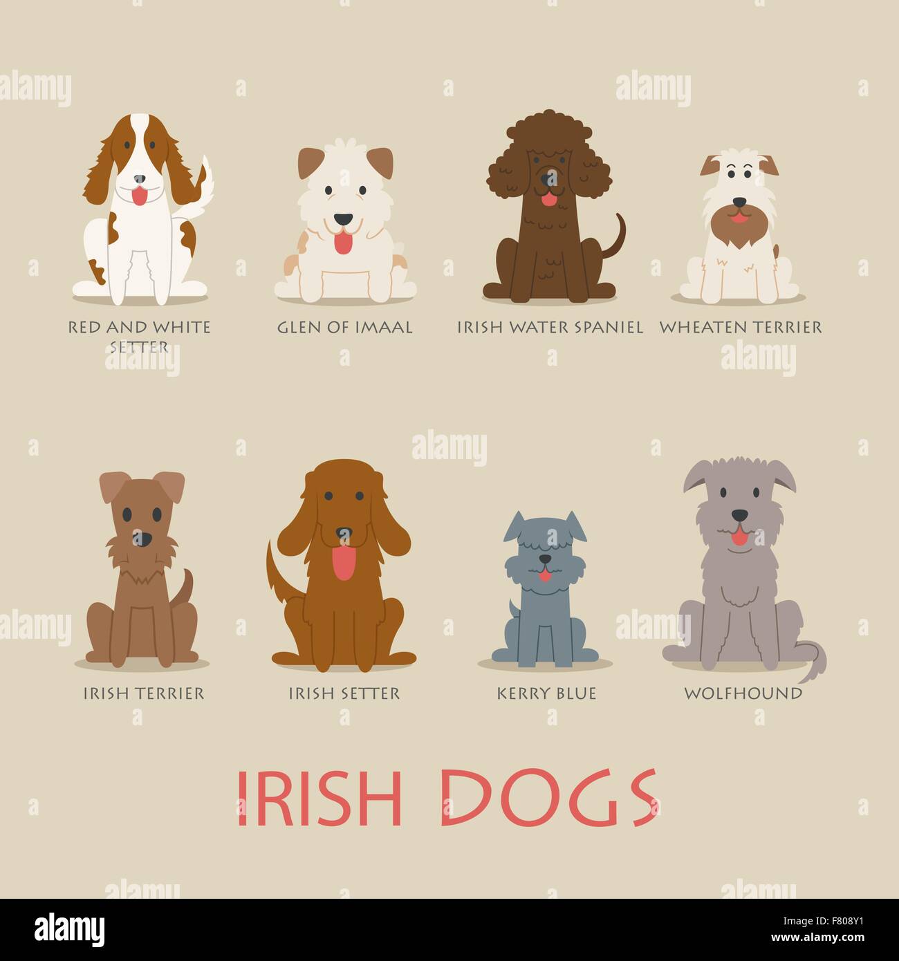 Irish glen imaal terrier hi-res stock photography and images - Alamy