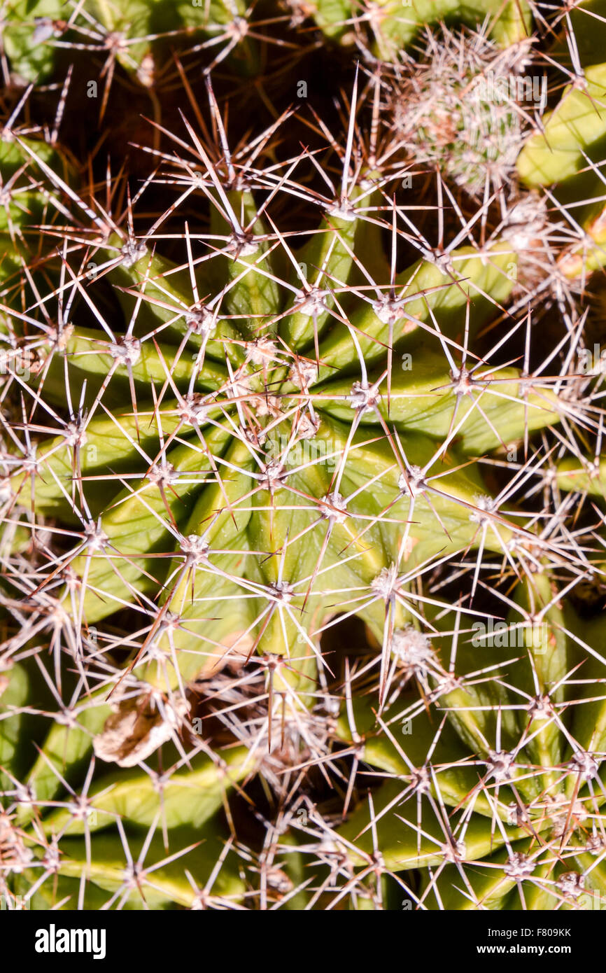 Cactus Texture Background Stock Photo - Alamy