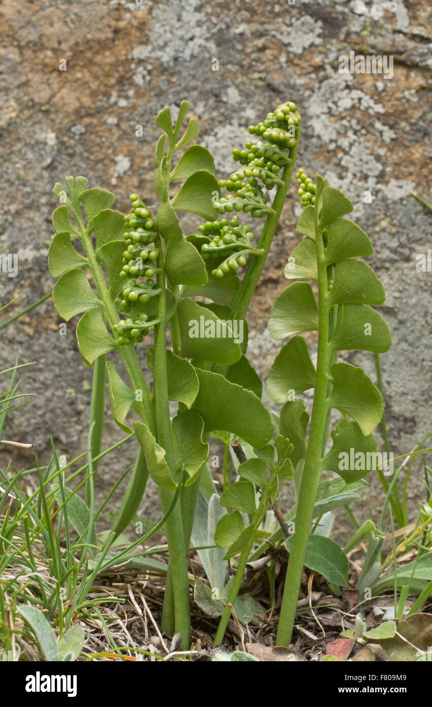 Botrychium Biternatum