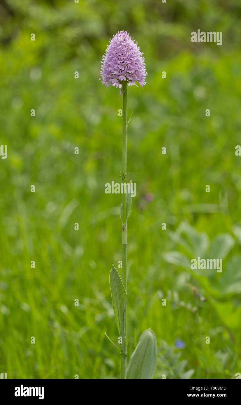 Round Headed Orchid, or globe orchid, in flower in meadow, French Alps ...