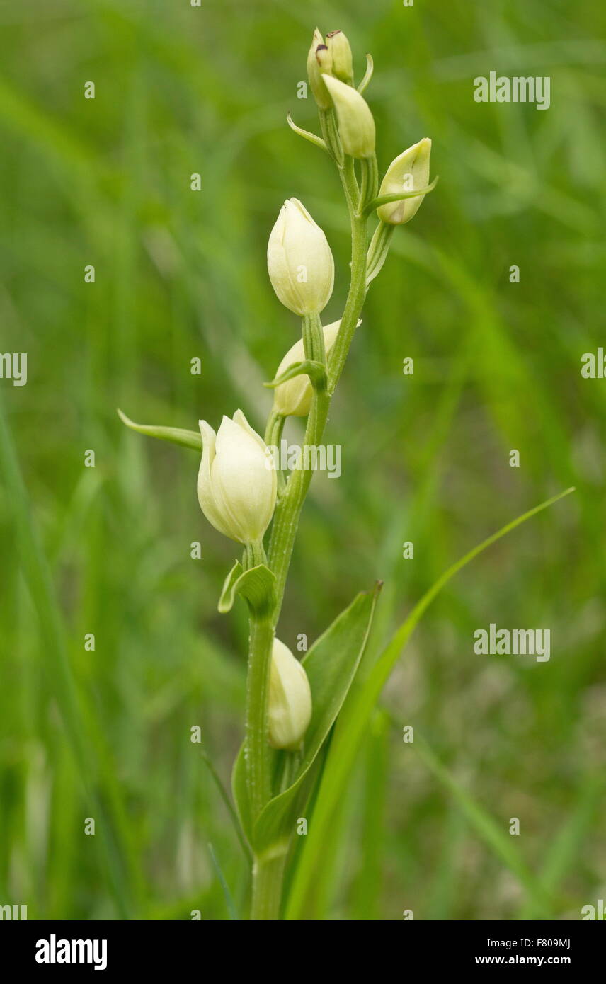 White Helleborine orchid, Cephalanthera damasonium in flower Stock ...