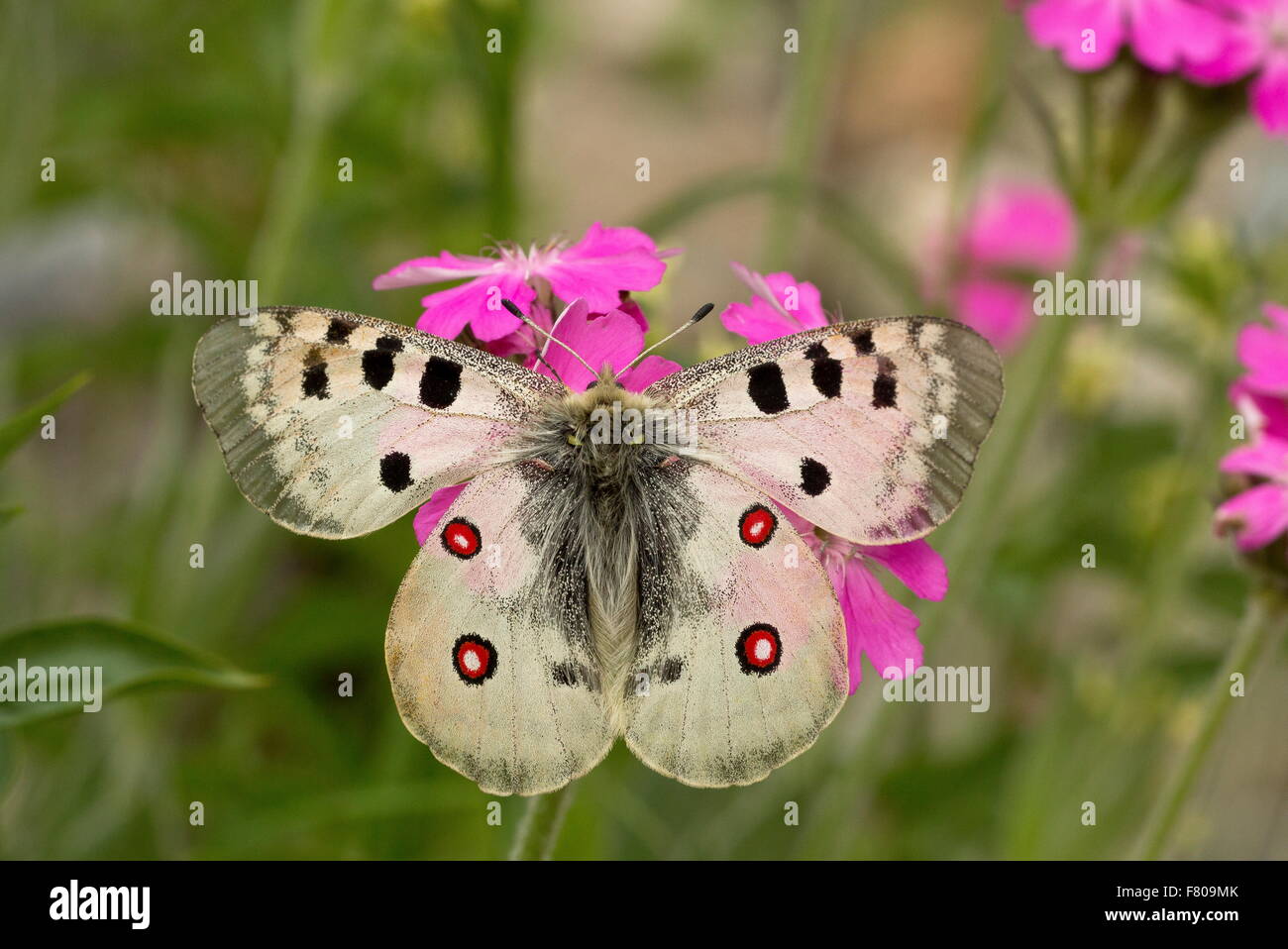 Crimson butterflies hi-res stock photography and images - Alamy