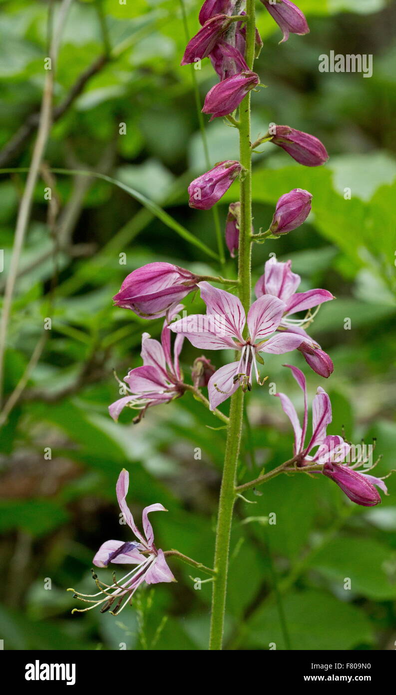 Burning bush, Dictamnus albus in flower, french alps Stock Photo - Alamy