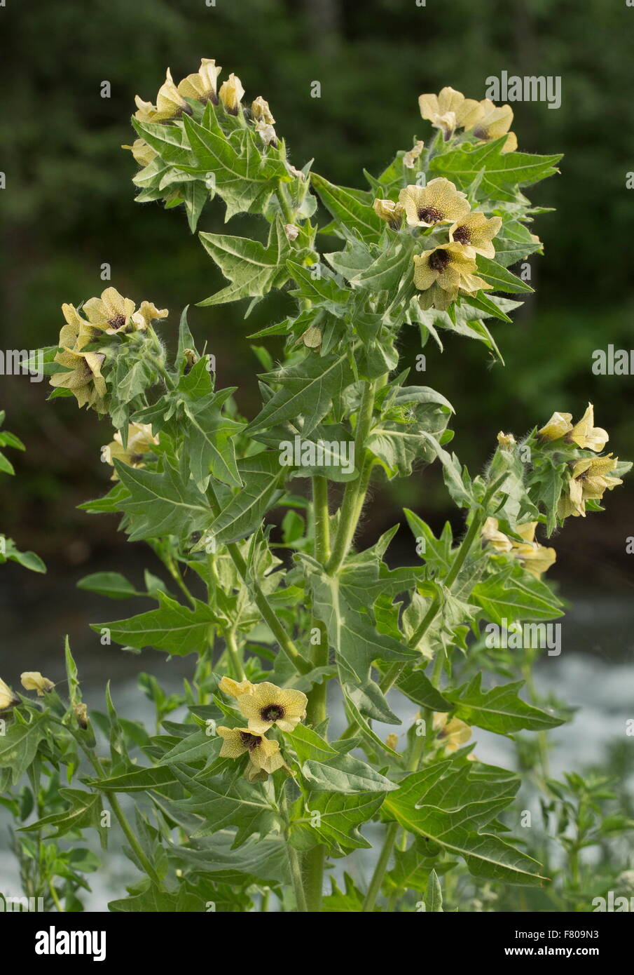 Hyoscamus hi-res stock photography and images - Alamy