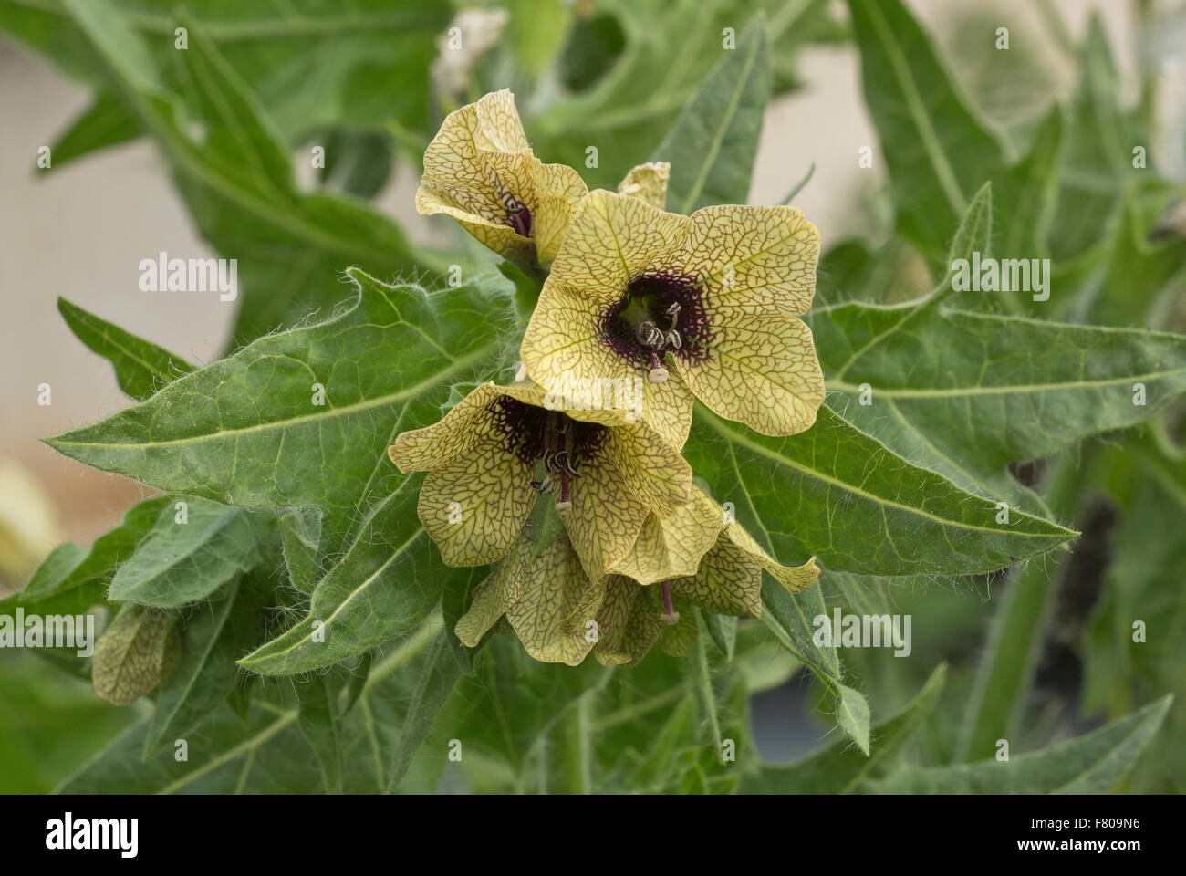Black henbane hi-res stock photography and images - Alamy