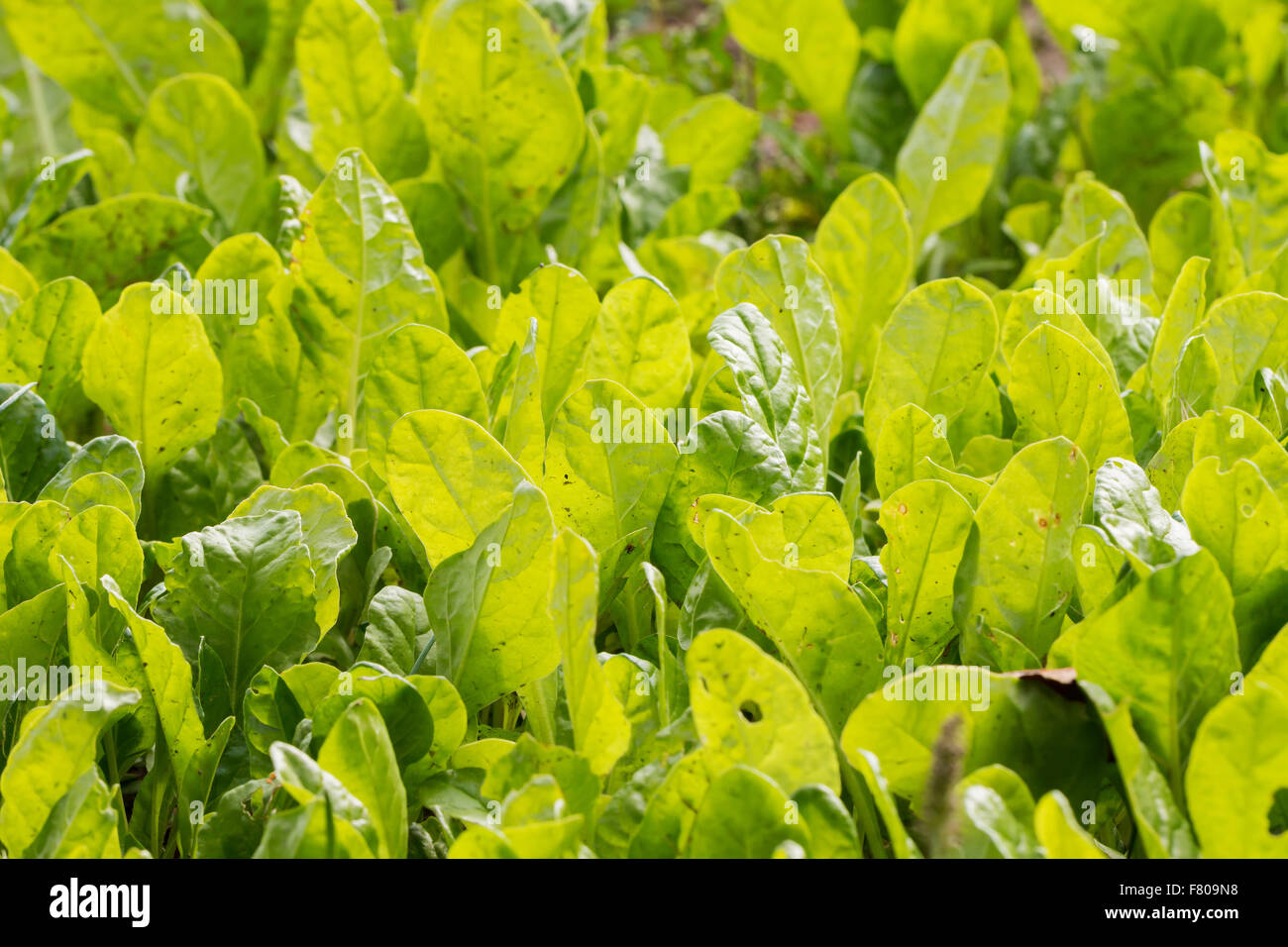 organic cultivation of lettuce. Young seedlings of leaf vegetables ...