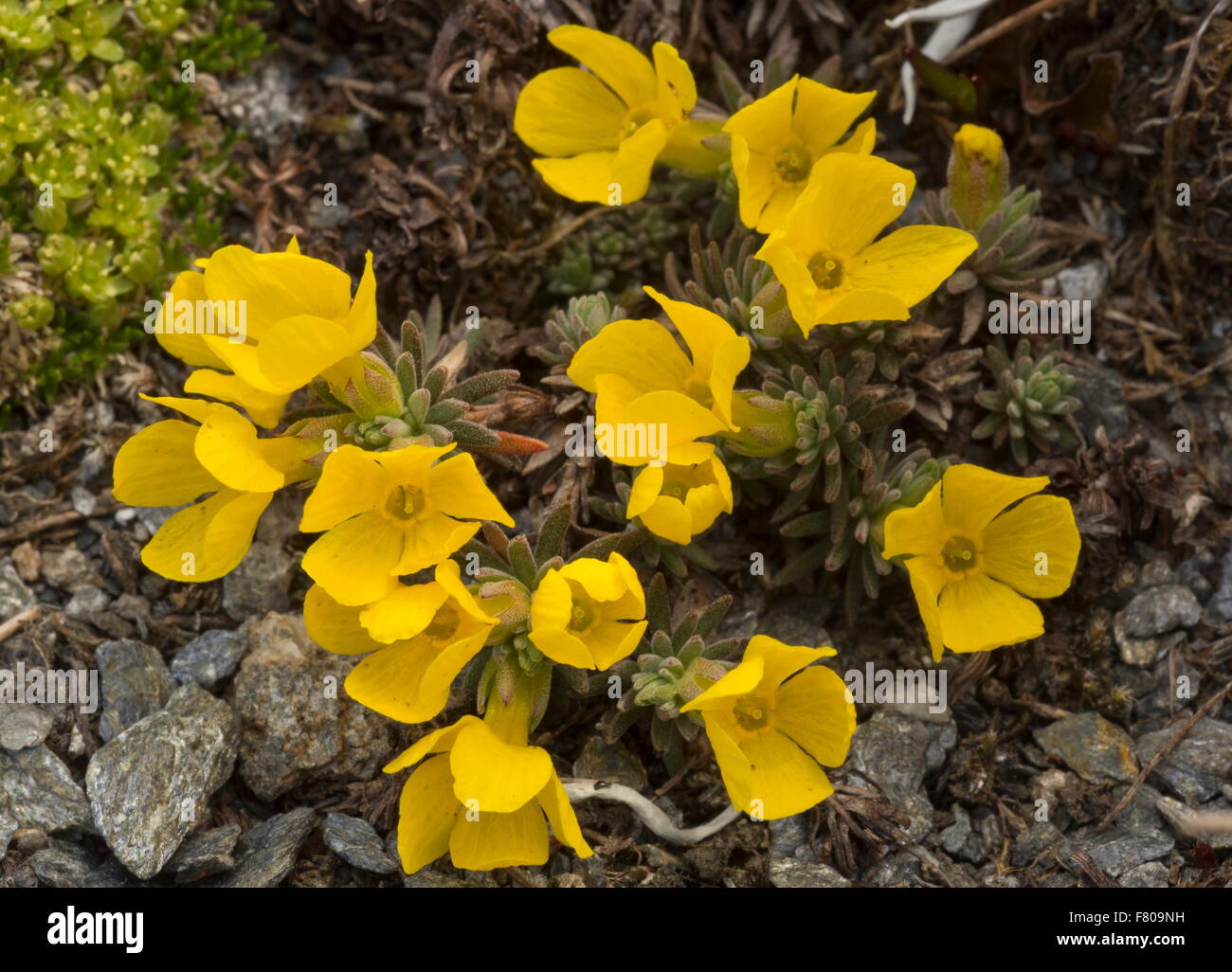 Aretia vitaliana hi-res stock photography and images - Alamy