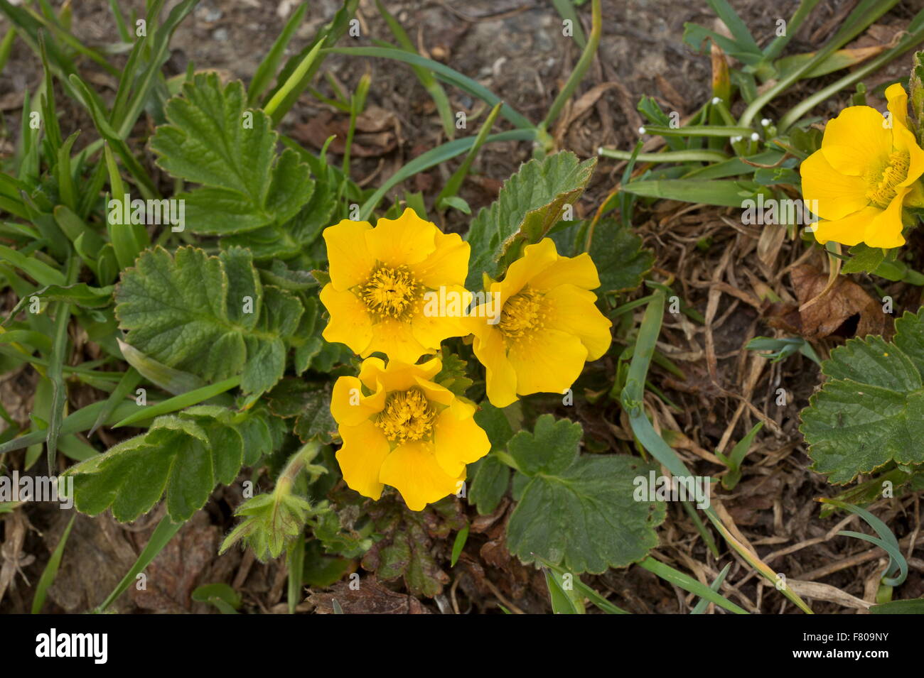 Alpine Avens, Geum montanum in flower at high altitude, french alps ...