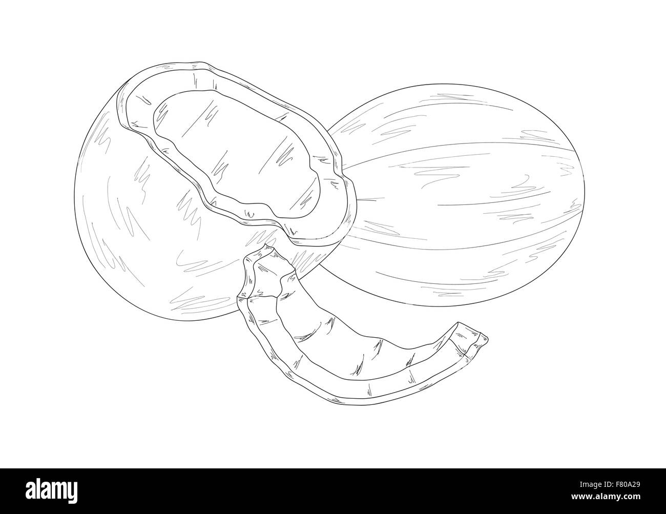 Coconut parts Stock Vector Images - Alamy