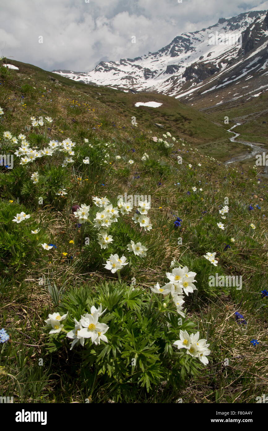 Narcissus-flowered anemone, Anemone narcissiflora, in flower in high ...