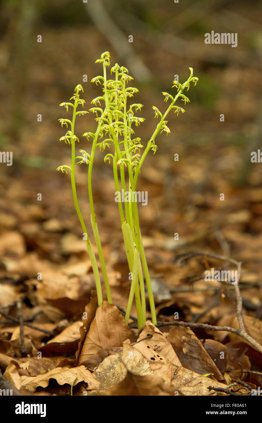 Group of Coral-root orchids, Coralroot, Corallorhiza trifida in shady ...