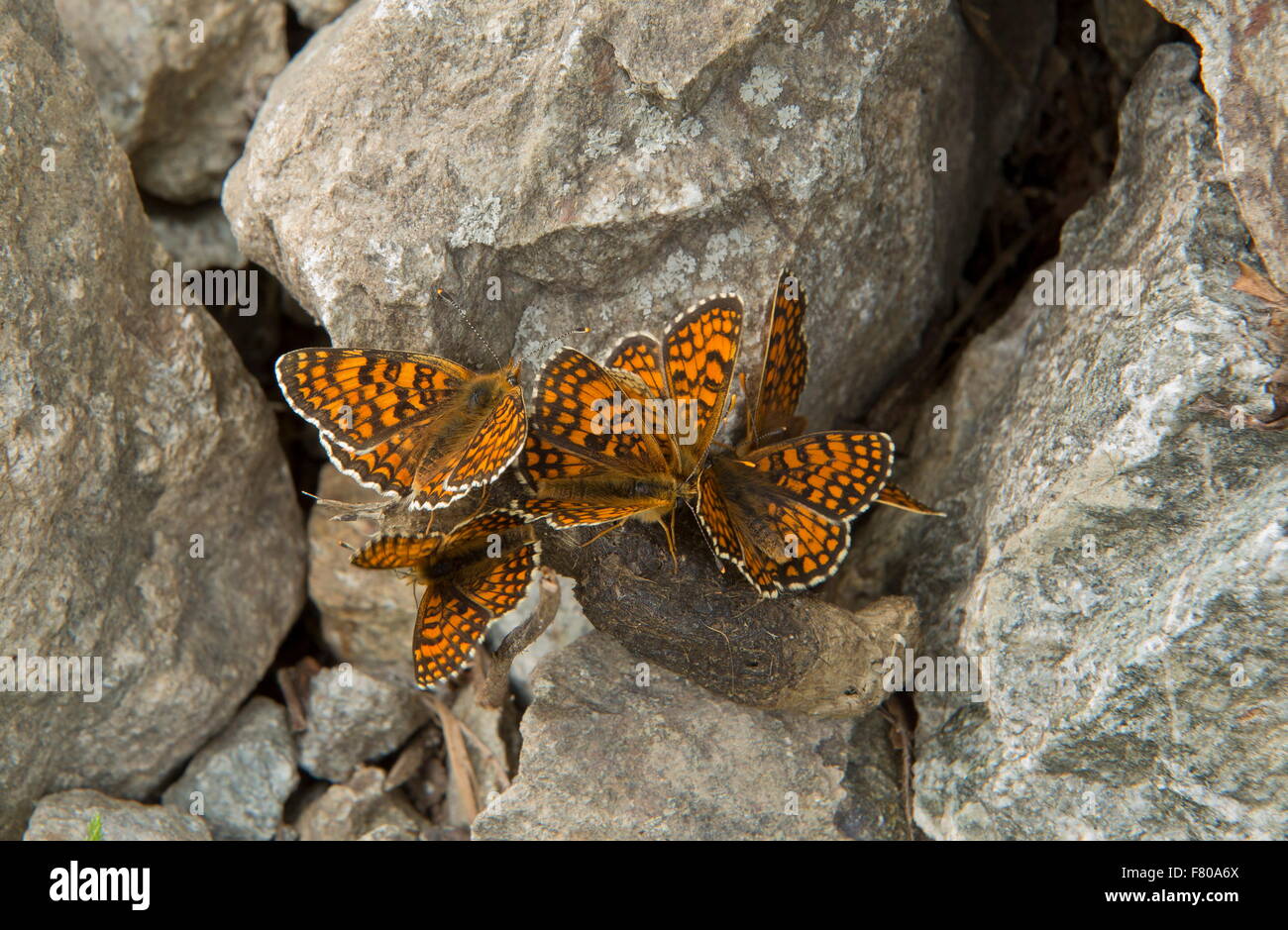 Butterflies On Mud High Resolution Stock Photography and Images - Alamy