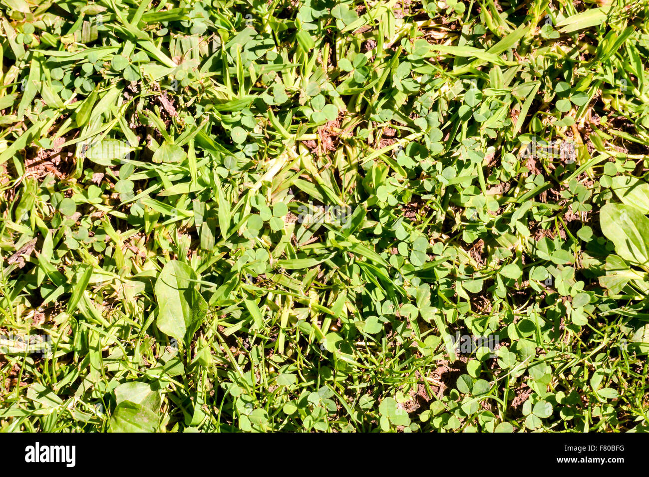 Green Grass Pattern Texture Stock Photo - Alamy
