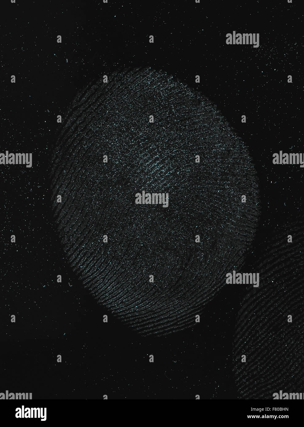 Macro shot of a human thumb fingerprint over a black background Stock ...