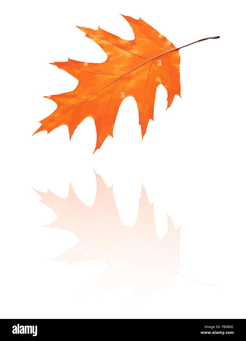 Oak leaf Stock Vector Images - Alamy