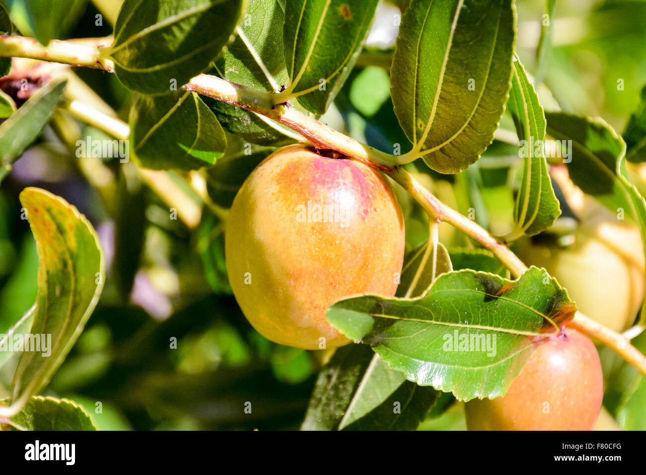 Zizyphus jujuba Fruit Stock Photo - Alamy