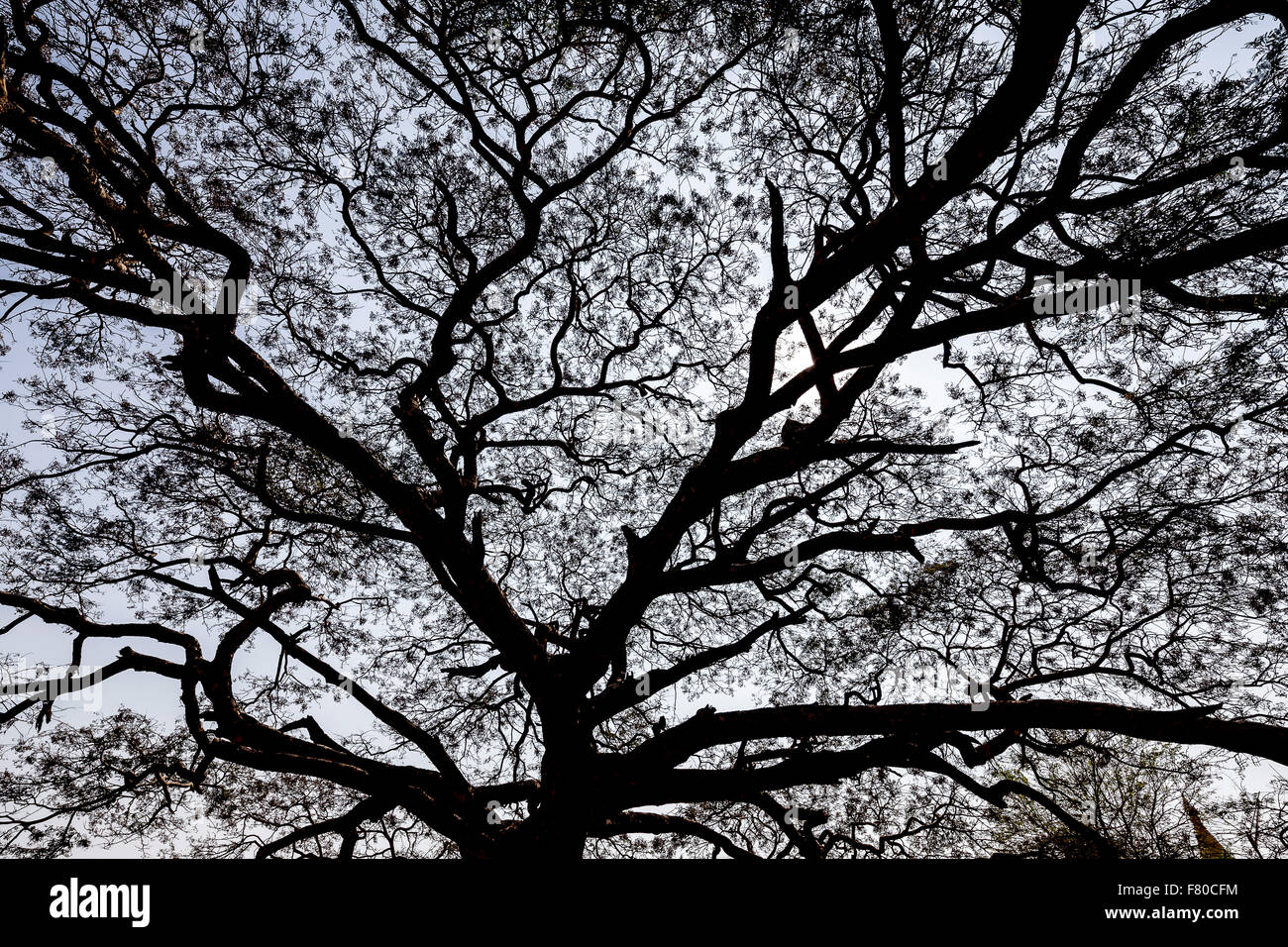 Dark tree canopy hi-res stock photography and images - Alamy